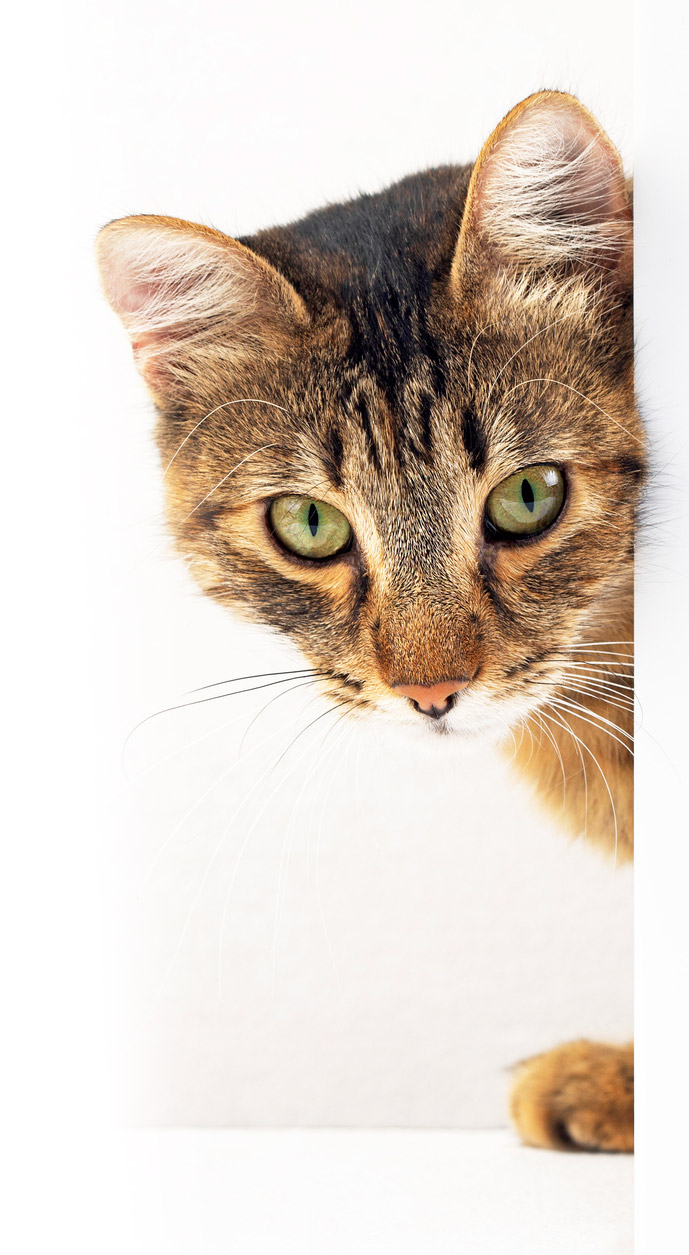 Cat Boarding & Kennels in Boston - Overnight Accommodations